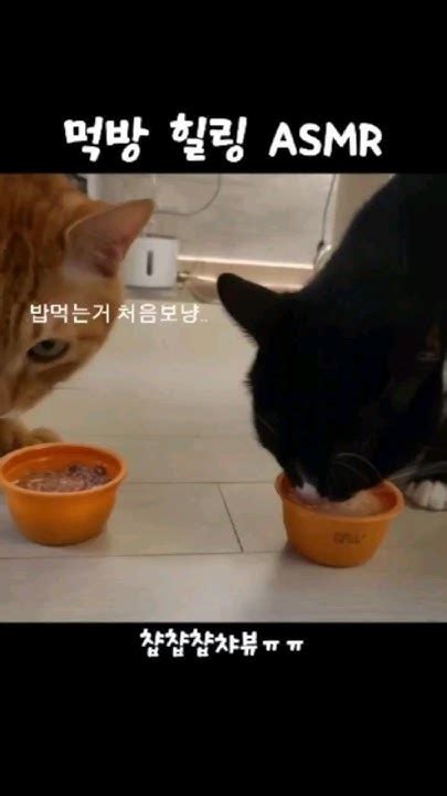 소리 필수 🔊세상에서 제일 흐뭇한 먹방 Shorts 먹방asmr 고양이 Cat 까망베르 Youtube