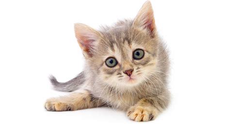 Estimating Kitten Age By Weight