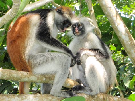 A Trip To Zanzibar An Untouched Tanzanian Island India Imagine
