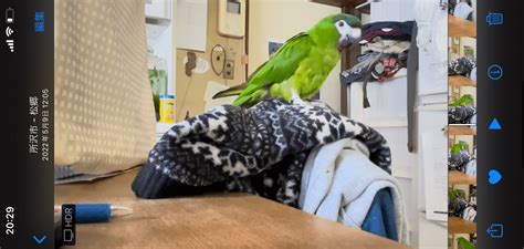 コミドリコンゴウインコのコミちゃん探しています。迷子防止のために、右足に銀色の足輪がついています