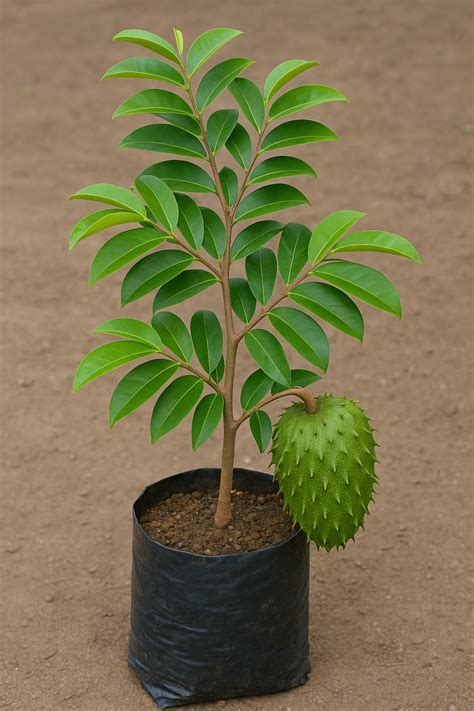 Cara Budidaya Tanaman Sirsak Agar Cepat Berbuah Klopak Indonesia