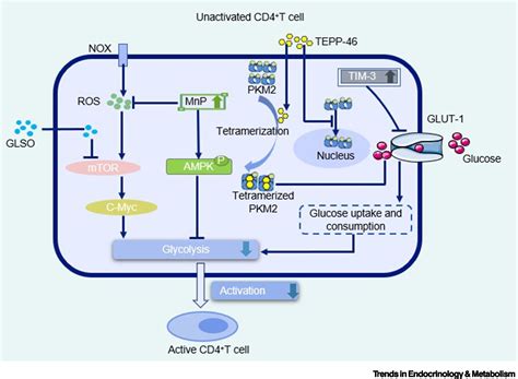 Glycolysis In A Real Cell