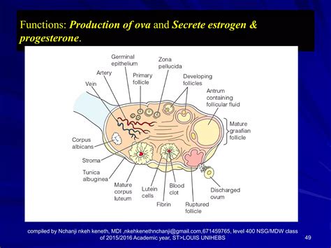 Anatomy And Physiology Of The Female Pelvic Organs Ppt