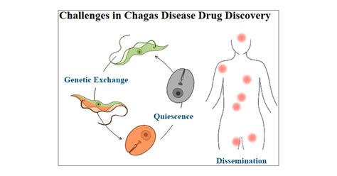 Life Cycle The Chagas Disease Foundation 42 Off