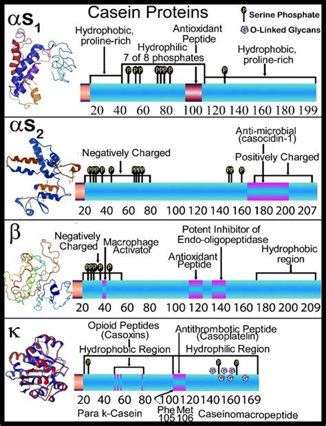 The Role Of Food Structure In The Biophysics Of Digestion The