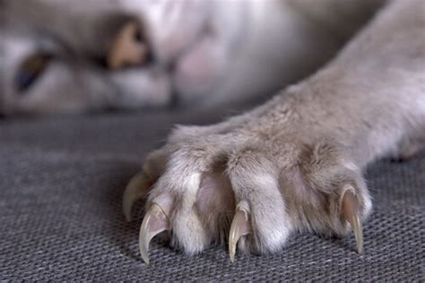 5 Cosas Que No Sabías Sobre Las Zarpas De Los Felinos Mis Animales
