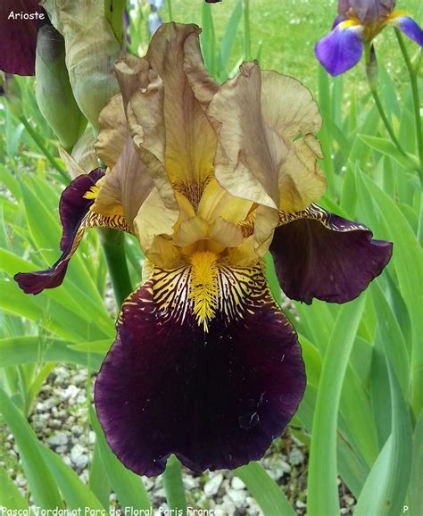 Arioste Historic Iris Preservation Society