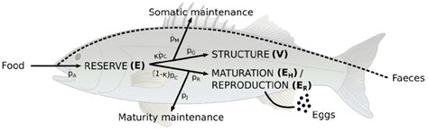 Schematic Representation Of The Standard Deb Model Applied To European