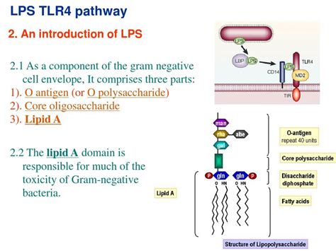 Lps Tlr4 信号通路 Word文档在线阅读与下载 无忧文档