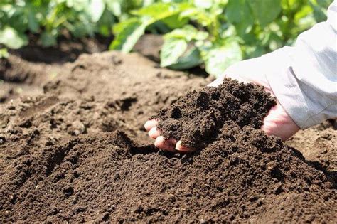 「加工用トマト」と「生食用トマト」の違い コラム 広島でいちご狩りなら 西坂農園の【いちごいちえ】