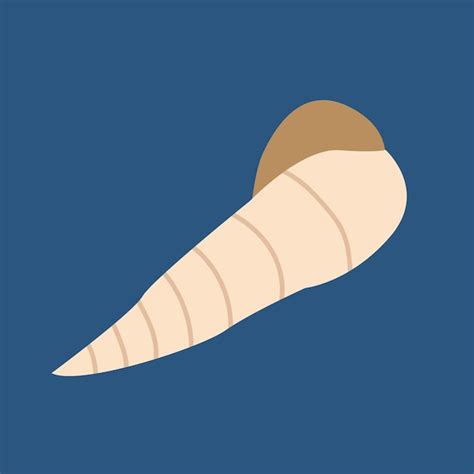 Premium Vector Sea Shell Vector Flat Illustration