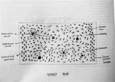 Histology Of Compact Bone Diagram Fruit Microscopic S