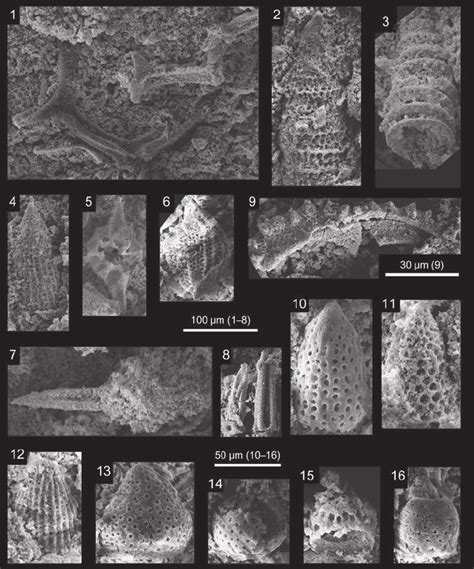 Photomicrographs Of Microfossils From Chert Clasts Within Conglomerates Download Scientific
