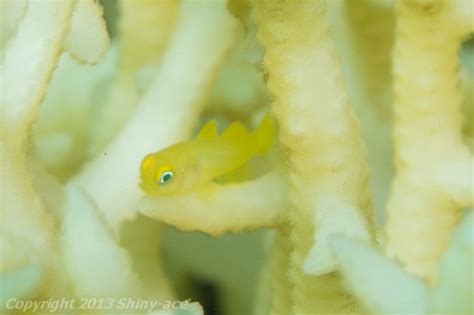 アカネダルマハゼ ダイバーの海水魚図鑑 Shiny Ace