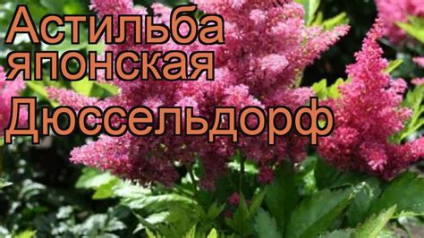 Астильба японская Дюссельдорф 🌿 обзор: как сажать, саженцы астильбы ...