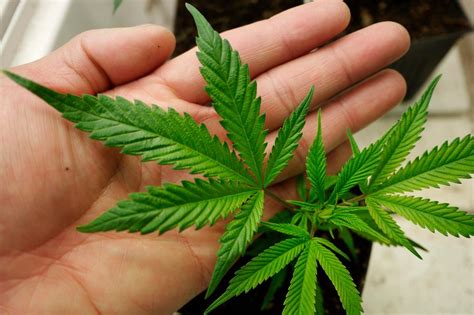合法 非法 大麻仲係咪只係毒品 CBD幫到你幫到你 Menclub