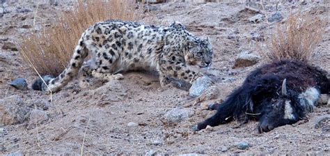 Snow Leopard Stalking Prey