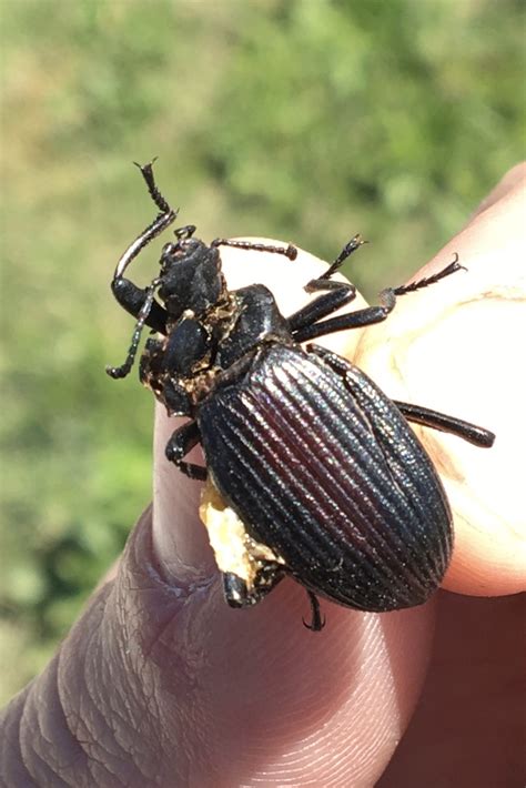 Eleodes Hispilabris From N Wilson Ave Loveland Co Us On May 7 2024