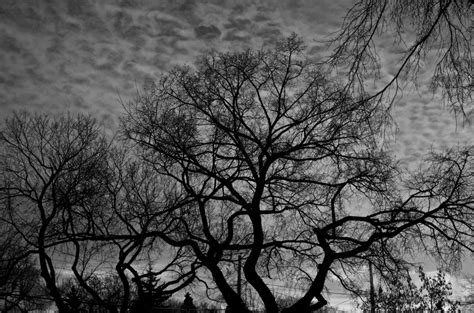 Naked Tree In The Busy Sky Pentaxforums