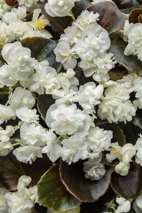 Begonia Semperflorens
