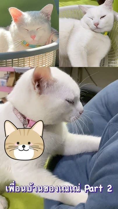 เพื่อนบ้านเณเณ่ ver แมว part2 cat youtube
