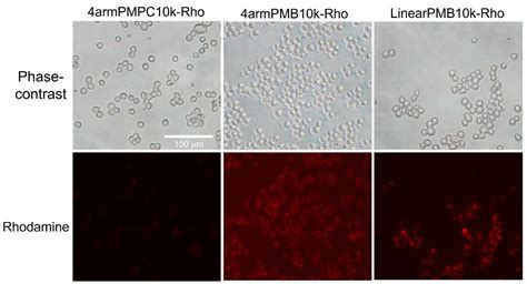 Molecules Free Full Text Cellular Internalization And Exiting Behavior Of Zwitterionic 4