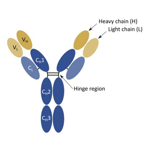 Antibody Production Rabbit Versus Mouse Which Host Best Fits Your