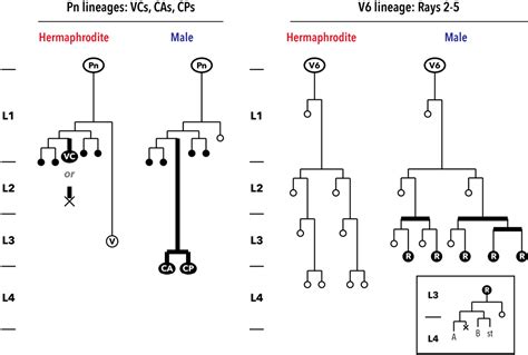 Figure From Sexual Dimorphism And Sex Differences In Caenorhabditis Elegans Neuronal