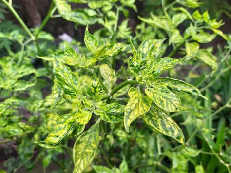 3 Signs Of Nitrogen Deficiency In Plants And How To Fix It Quickly