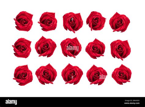 Les Roses Sont Rouges Mon Amour Banque Dimages Détourées Alamy