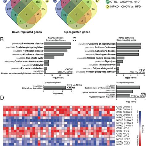Pgc 1α Regulates Transcription Of Mitochondrial And Metabolic Genes In