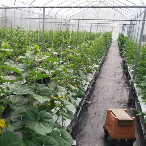 Hydroponic Floating Board Styrofoam 30mm Xps Sheeting China Floating