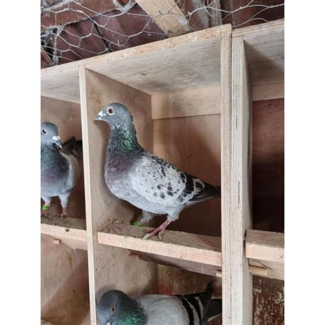 From A Gdtr Of Blue Leo And A Leo Heremans Cock