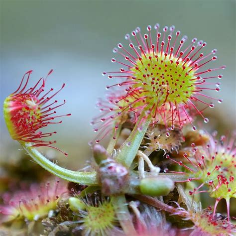 Sundew Plant Flower