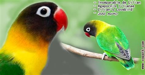 Agapornis Personatus Inséparable Masqué Yellow Collared Lovebird