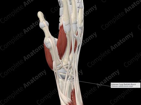 Extensor Carpi Radialis Brevis Complete Anatomy