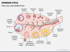 Ovarian Cycle PowerPoint And Google Slides Template PPT Slides
