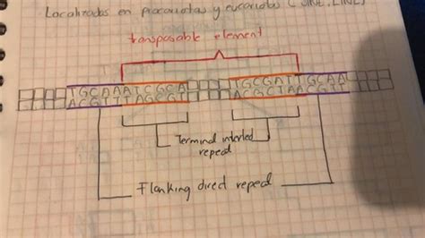 Biologia Molecular Retrotransposones Y Dna De Transposones Flashcards