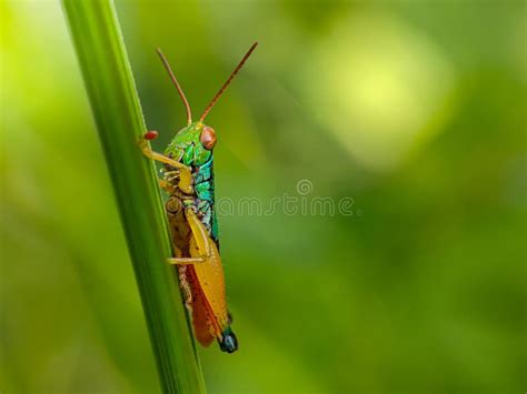 Green Beautiful Grasshopper Stock Image Image Of Grasshopper Color