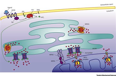 Calcium At The Center Of Cell Signaling Interplay Between Endoplasmic