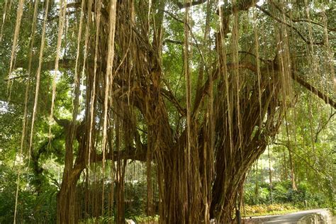 Aerial Roots Giant Tree Lianas Free Photo On Pixabay