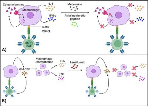 Methods For Regulating Macrophages Cytokine Activity A Interruption