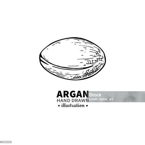 アルガン ベクトルを描画しますナットの孤立したヴィンテージのイラストorg アルガンの木のベクターアート素材や画像を多数ご用意