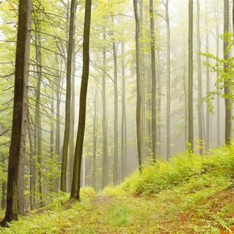 Stream Dreadnought Audio Background 🍍free Download By Haşimoğlu