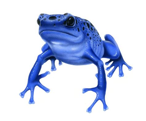 Poison Dart Frog Drawing At Getdrawings Free Download