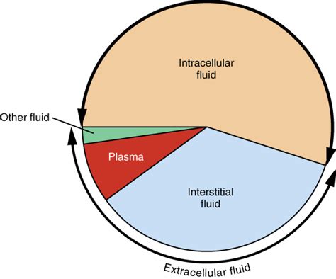 261 Body Fluids And Fluid Compartments Anatomy And Physiology