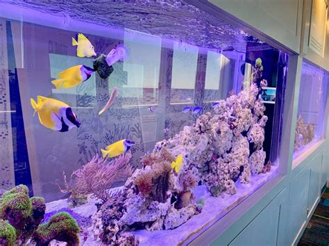 Restoring Coral Reefs