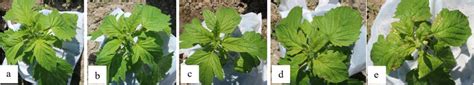 sesame leaves after 1 day of spraying with selenium a 0 mg l b