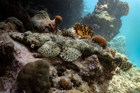 Two Key Coral Species In Florida Declared Functionally Extinct After
