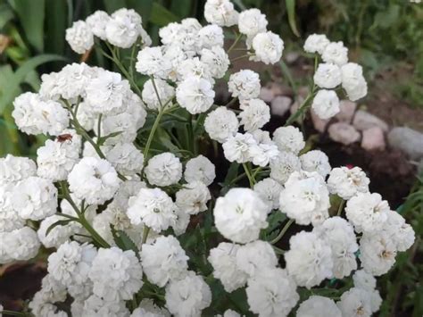 Ця гарна та невибаглива рослина стане справжньою перлиною вашого саду